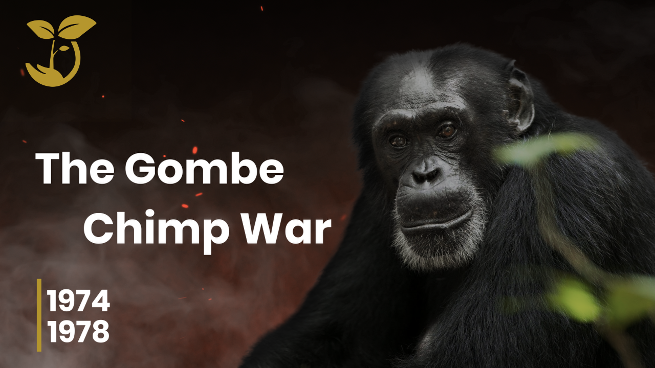 Unveiling the Secrets of the Gombe Chimpanzee War: Exploring Primate C ...